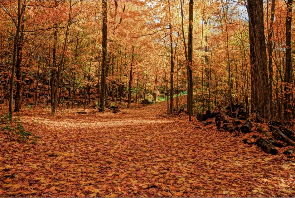 Photographies d'automne présenté par le photographe Michel Raymond